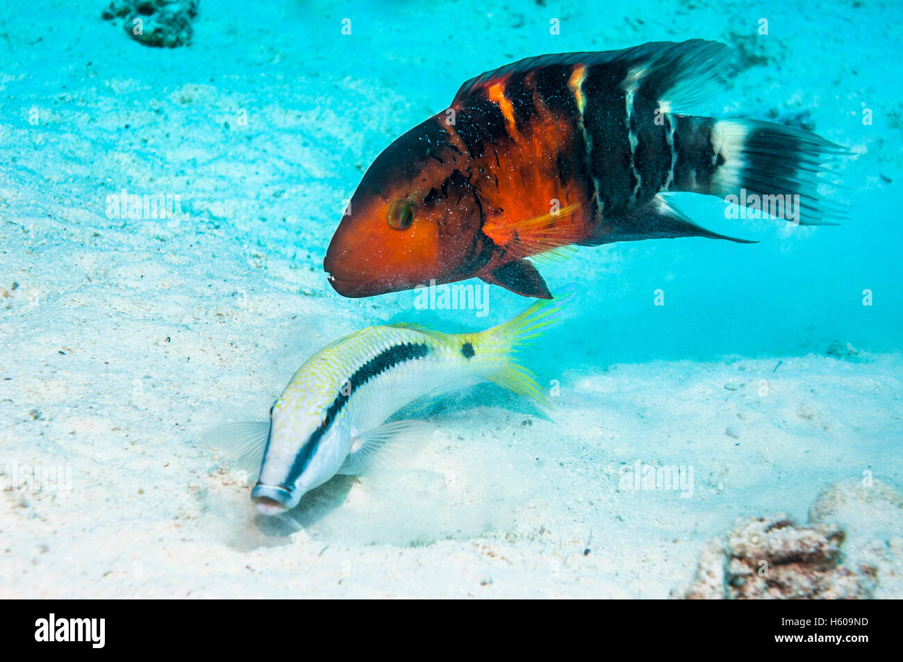 Redbanded or Redbreasted wrasse (Cheilinus quinquecinctus) following a ...