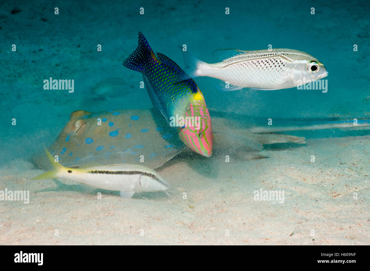 A Checkerboard wrasse (Halichoeres hortulanus), a Dash-and-dot goatfish ...