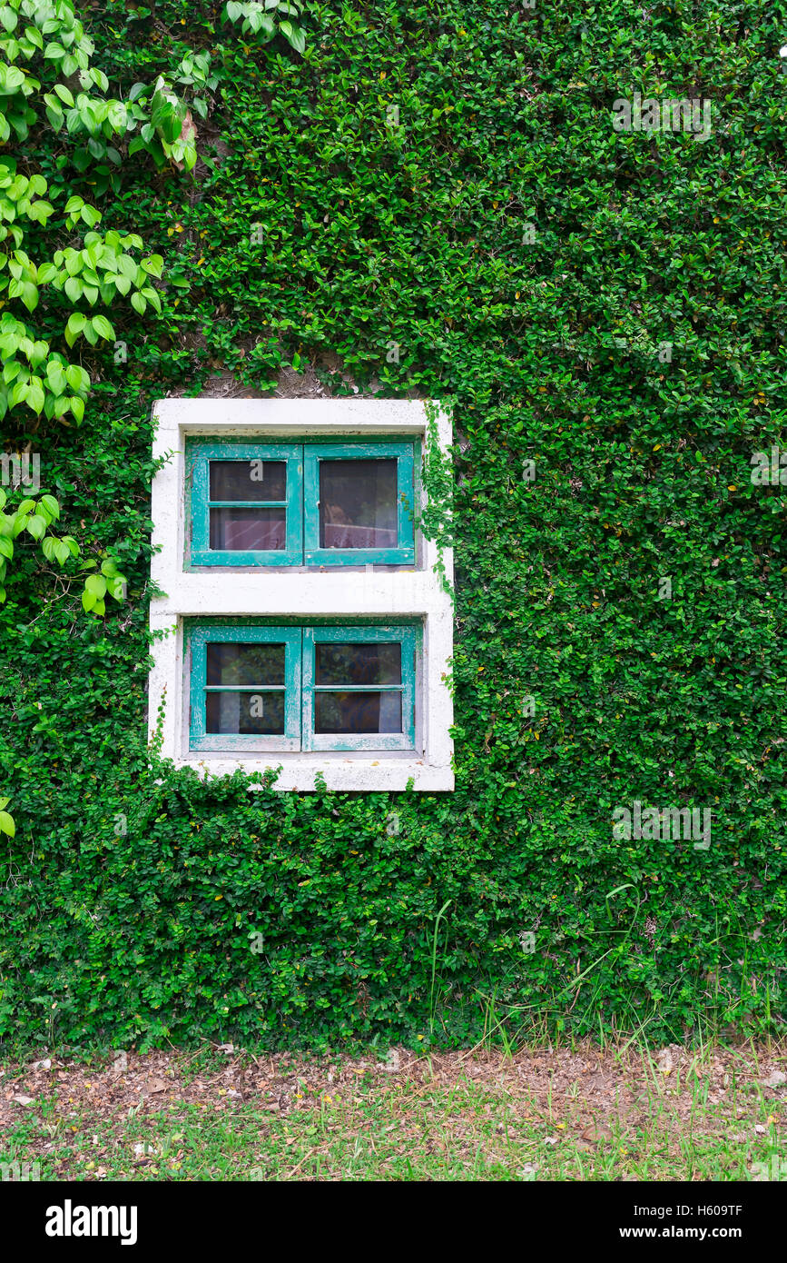 window and of a wall covered with ivy Stock Photo - Alamy