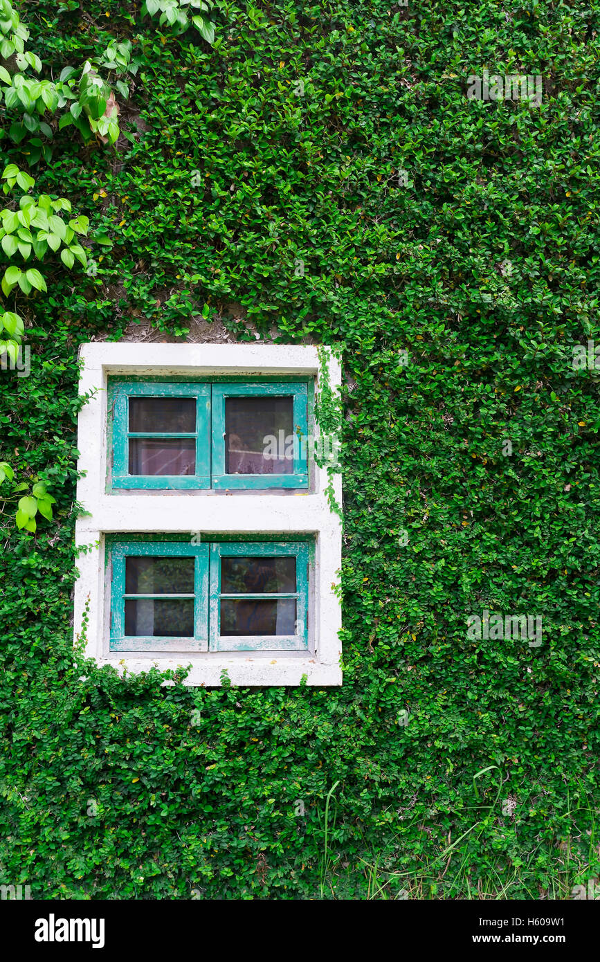 window and of a wall covered with ivy Stock Photo - Alamy