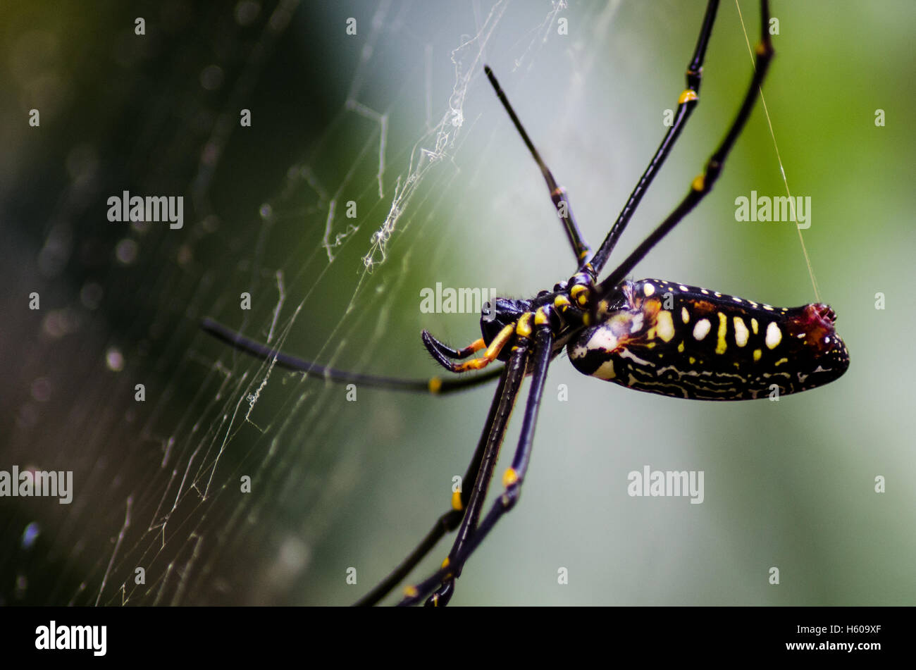 A Spider waits in its web for prey Stock Photo - Alamy