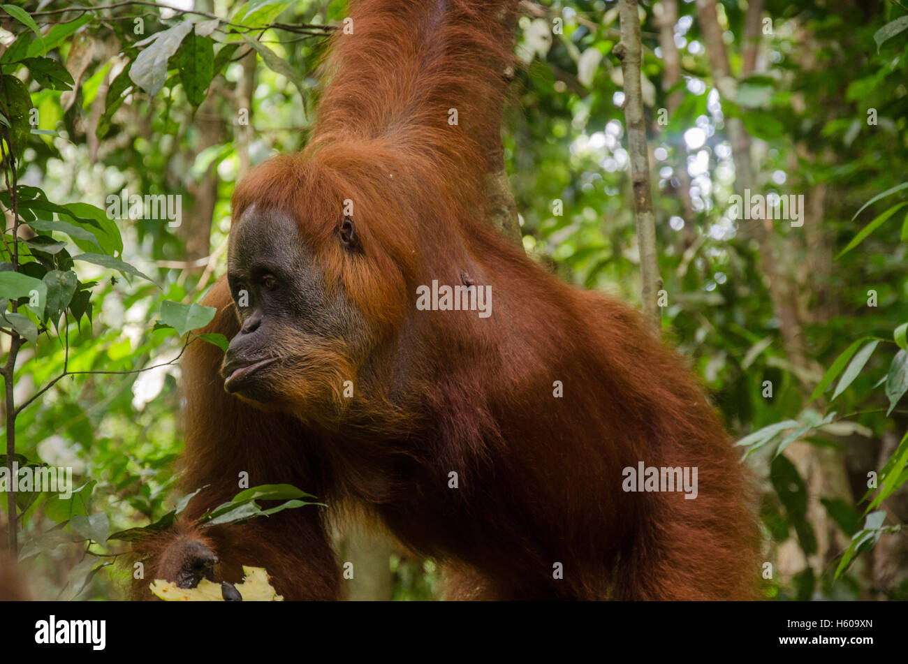 Orang national park hi-res stock photography and images - Alamy