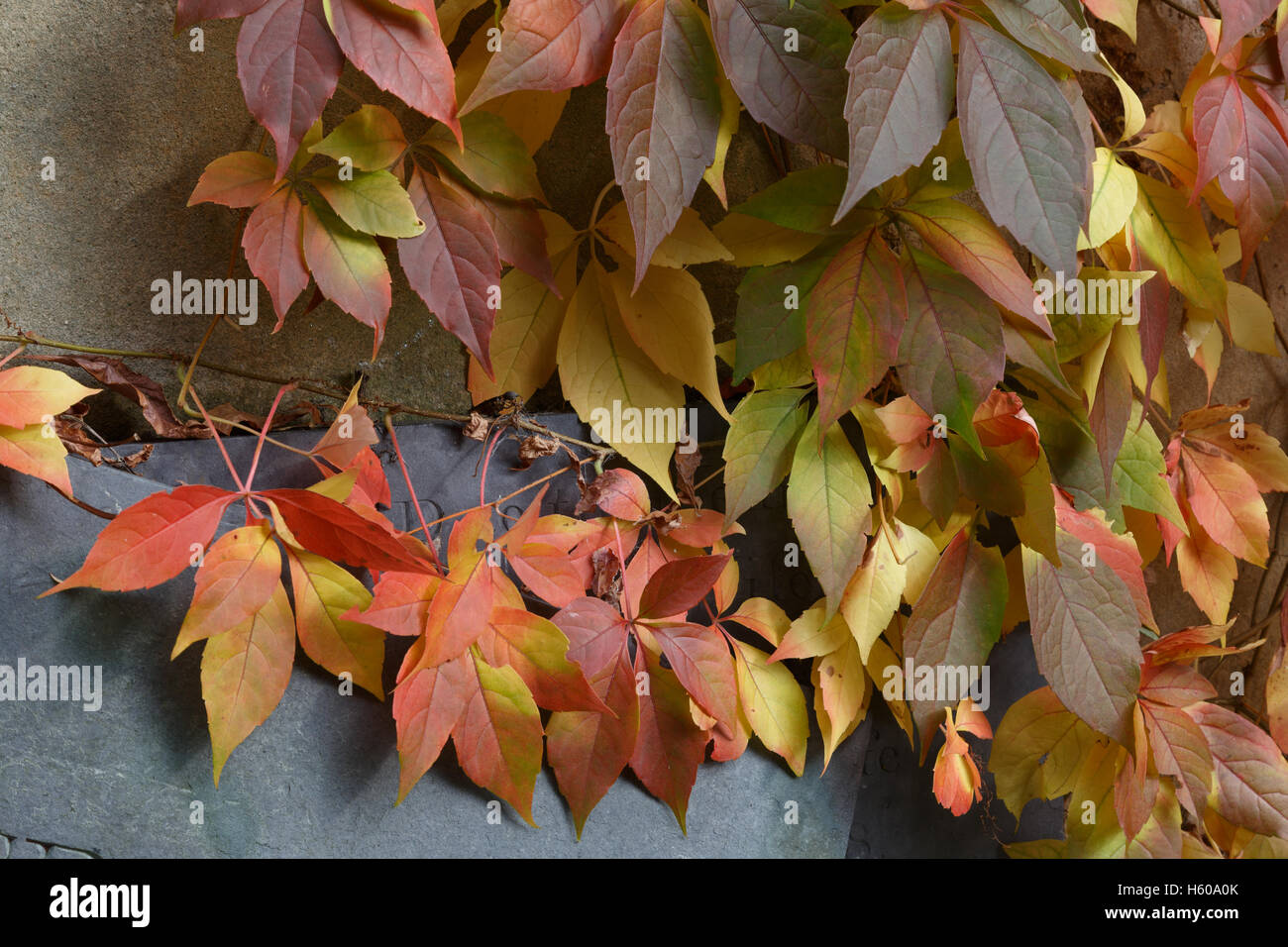 Colourful ivy in autumn in England Stock Photo - Alamy