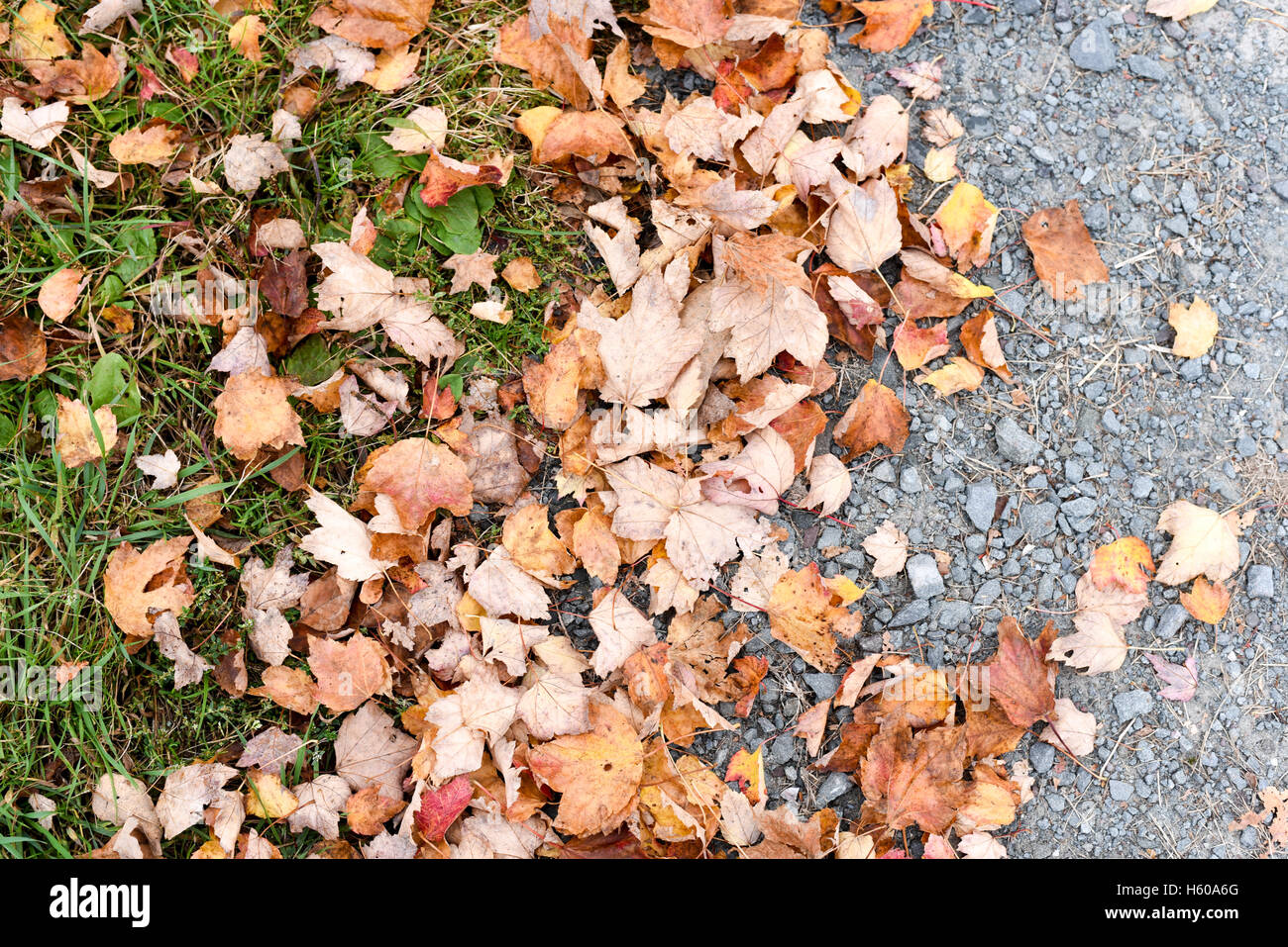 A leaf-lined path Stock Photo - Alamy