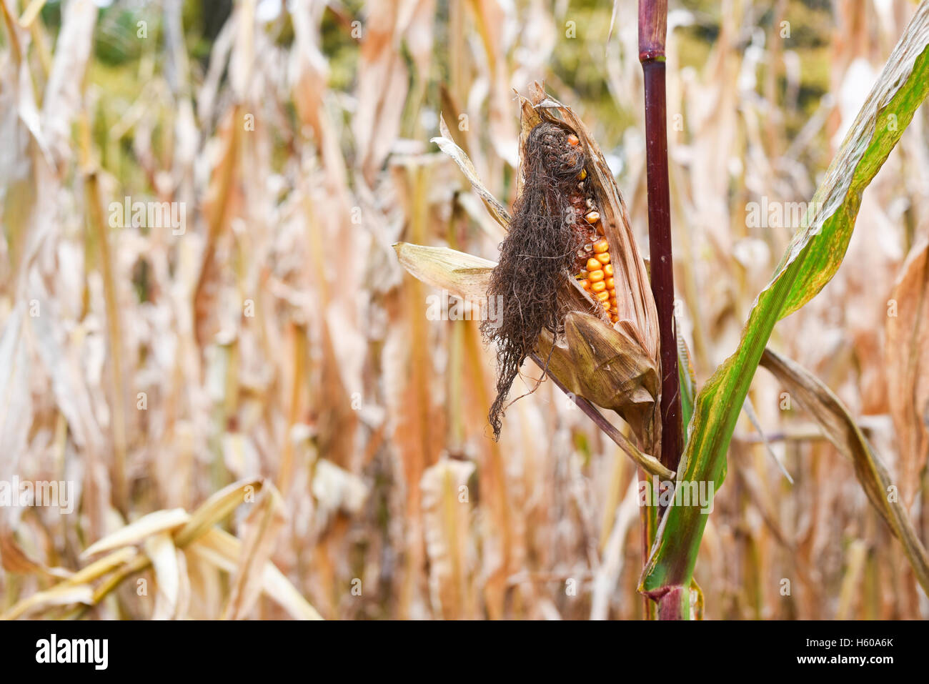 Corn after harvest Stock Photo - Alamy