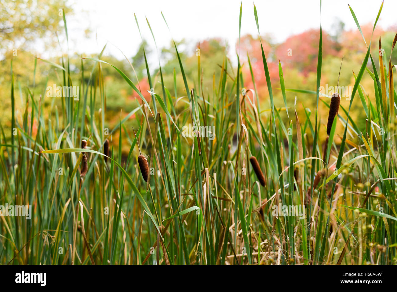 Cattails with fall foliage in the background Stock Photo - Alamy