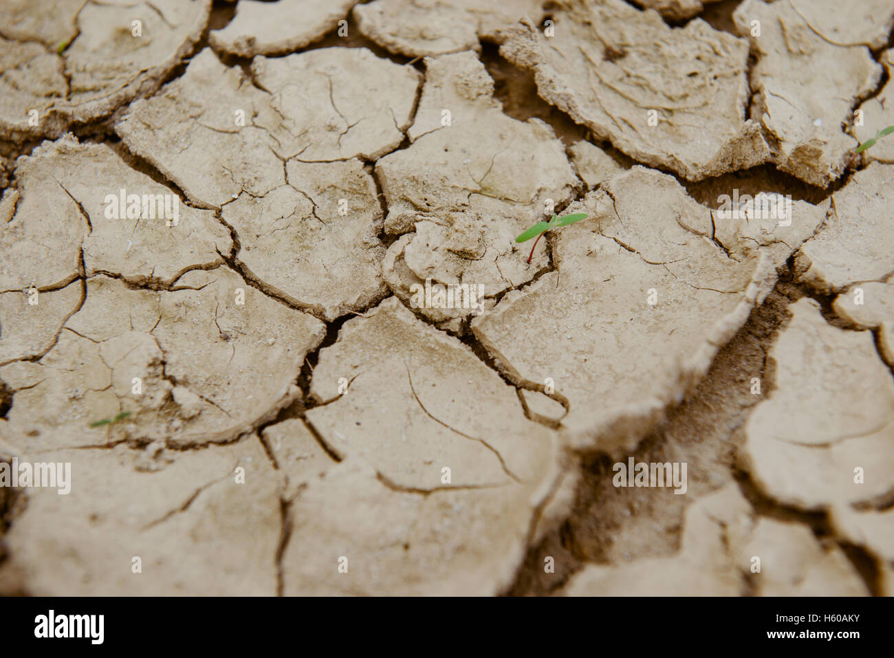 Cracked ground,Dry land. Cracked ground background,Dry cracked ground ...