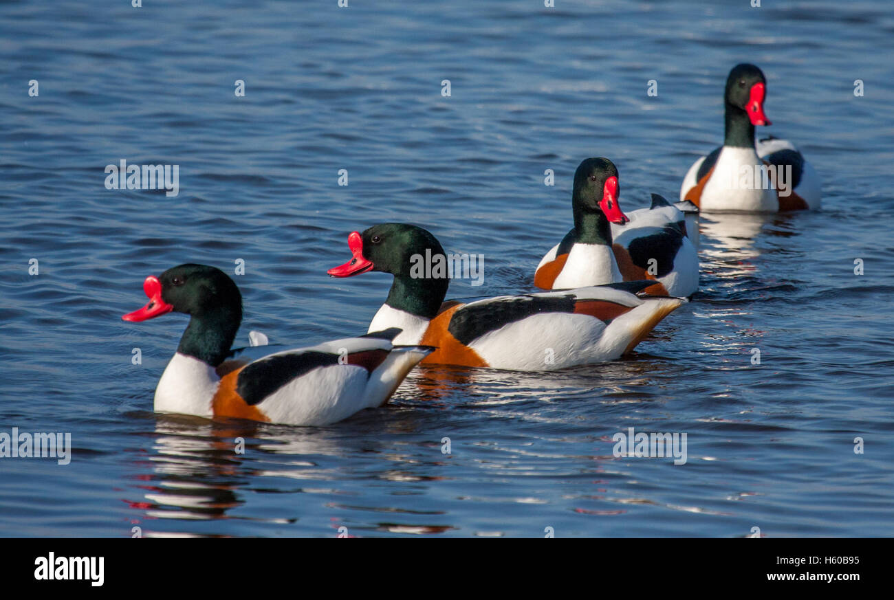 Shelduck Wildlife High Resolution Stock Photography and Images - Alamy