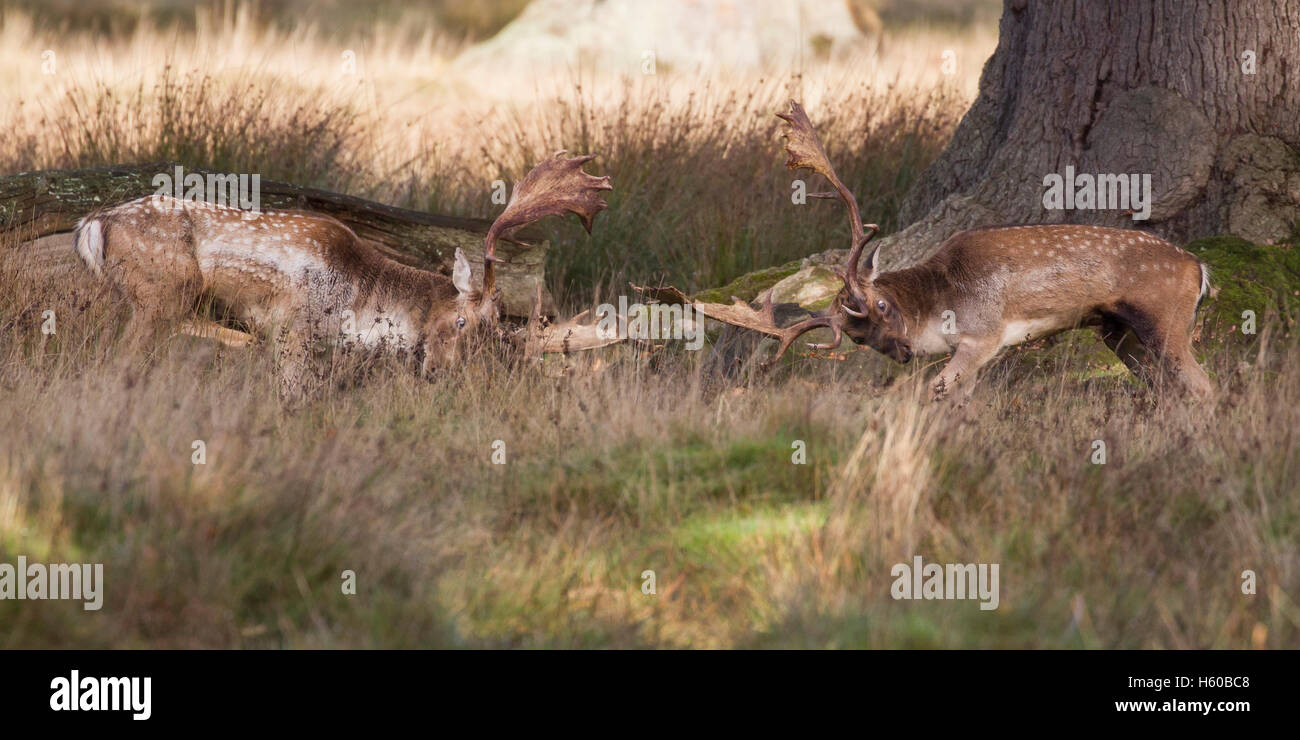 Fallow deer Dama dama pair of bucks fighting in the shade, taken early ...