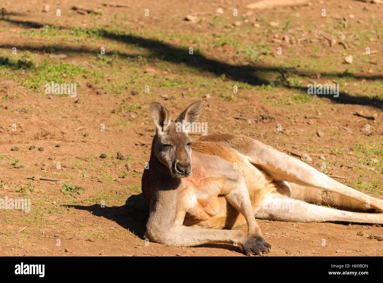 Kangaroo in an enclosure hi-res stock photography and images - Alamy