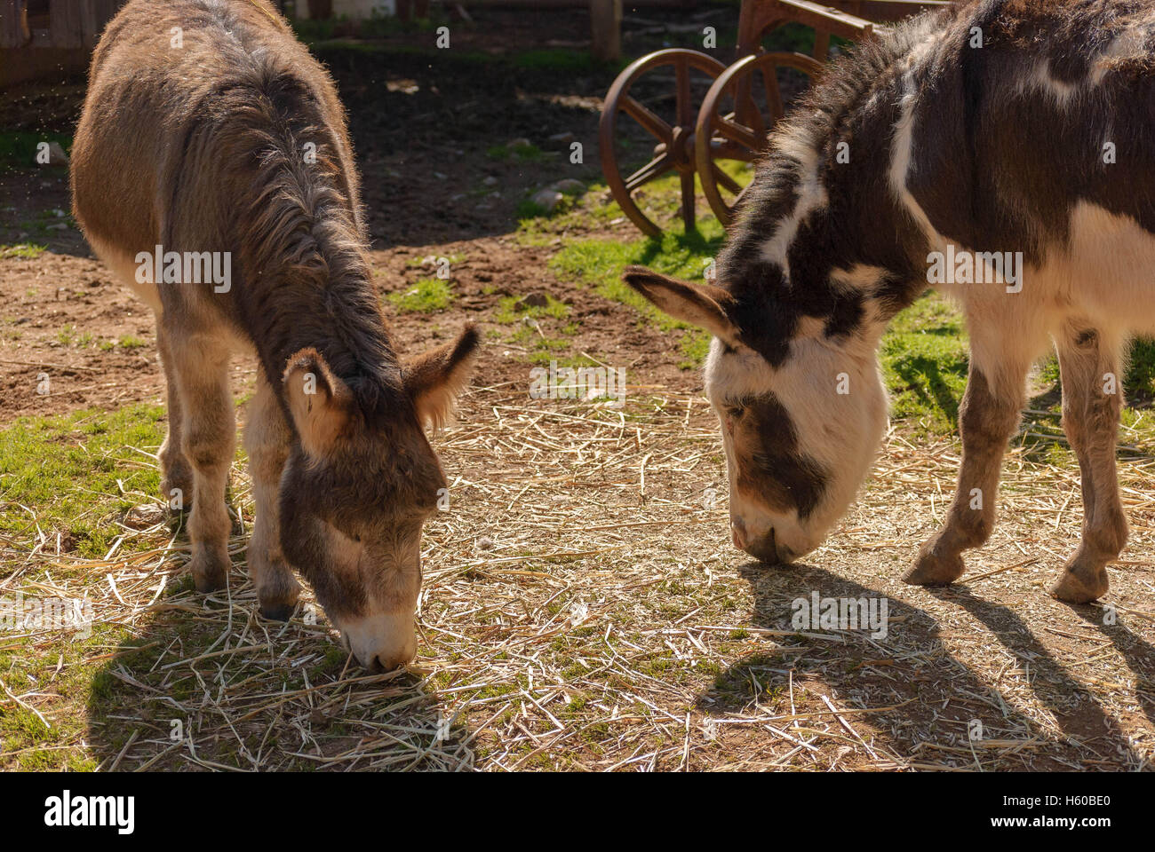 2 donkeys hi-res stock photography and images - Alamy