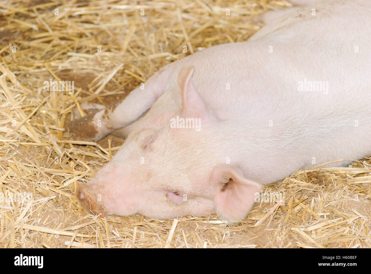 a lone sow laying in straw in a pig sty Stock Photo - Alamy