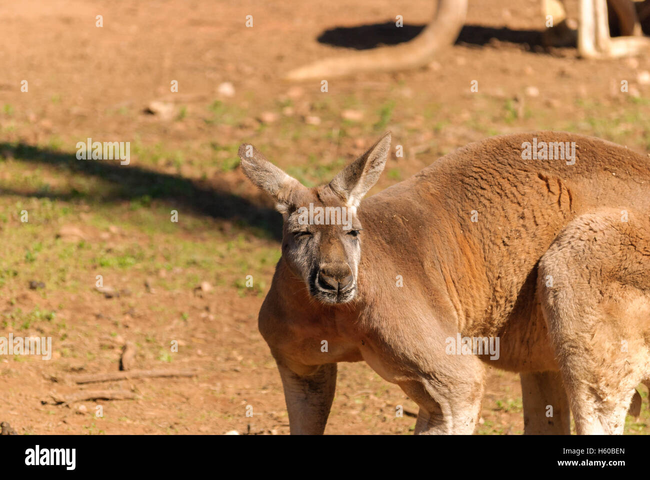 Male kangaroo hi-res stock photography and images - Alamy