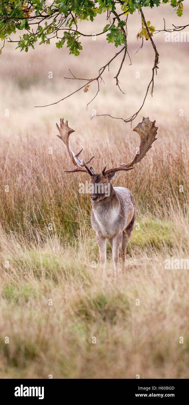 Fallow deer Dama dama single buck head on under trees,taken early ...