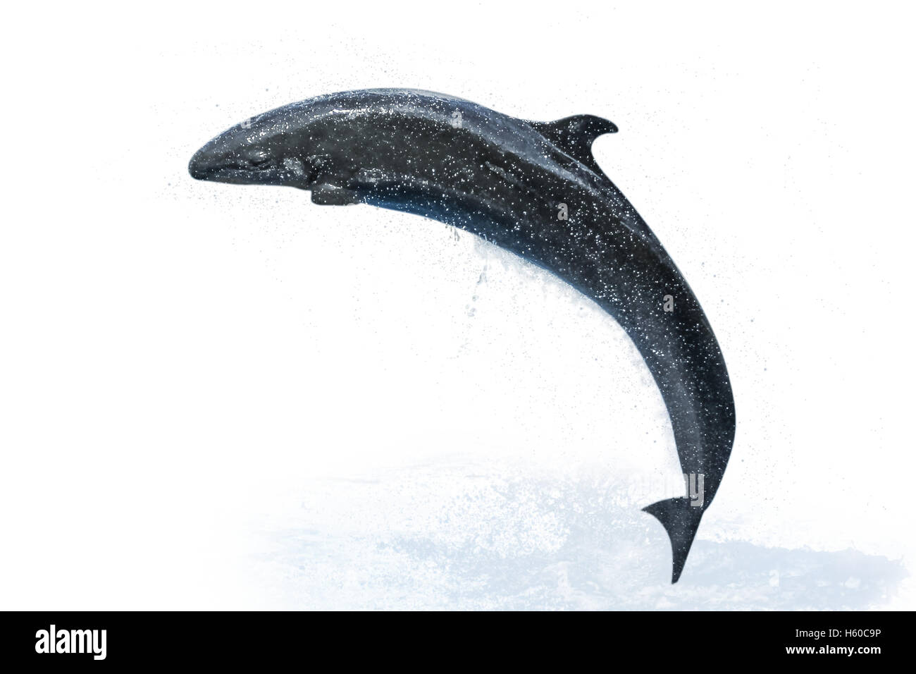 false killer whale isolated Stock Photo - Alamy