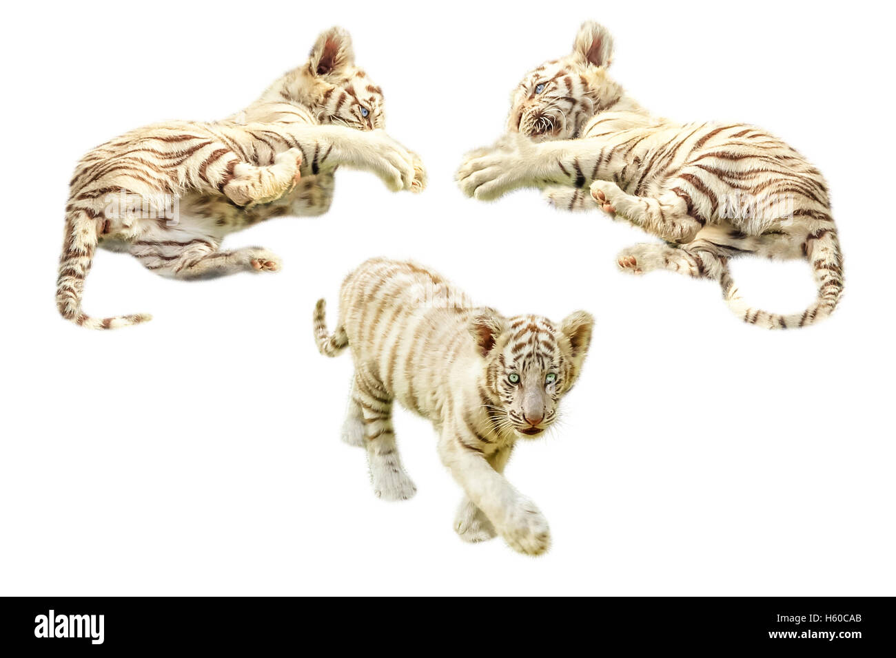 Baby tigers playing Stock Photo - Alamy
