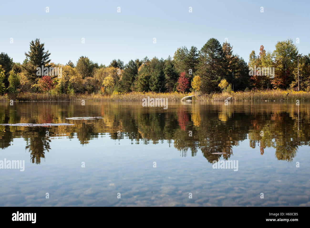 The view of the man-made trout pond at the Wild Center in in the New ...