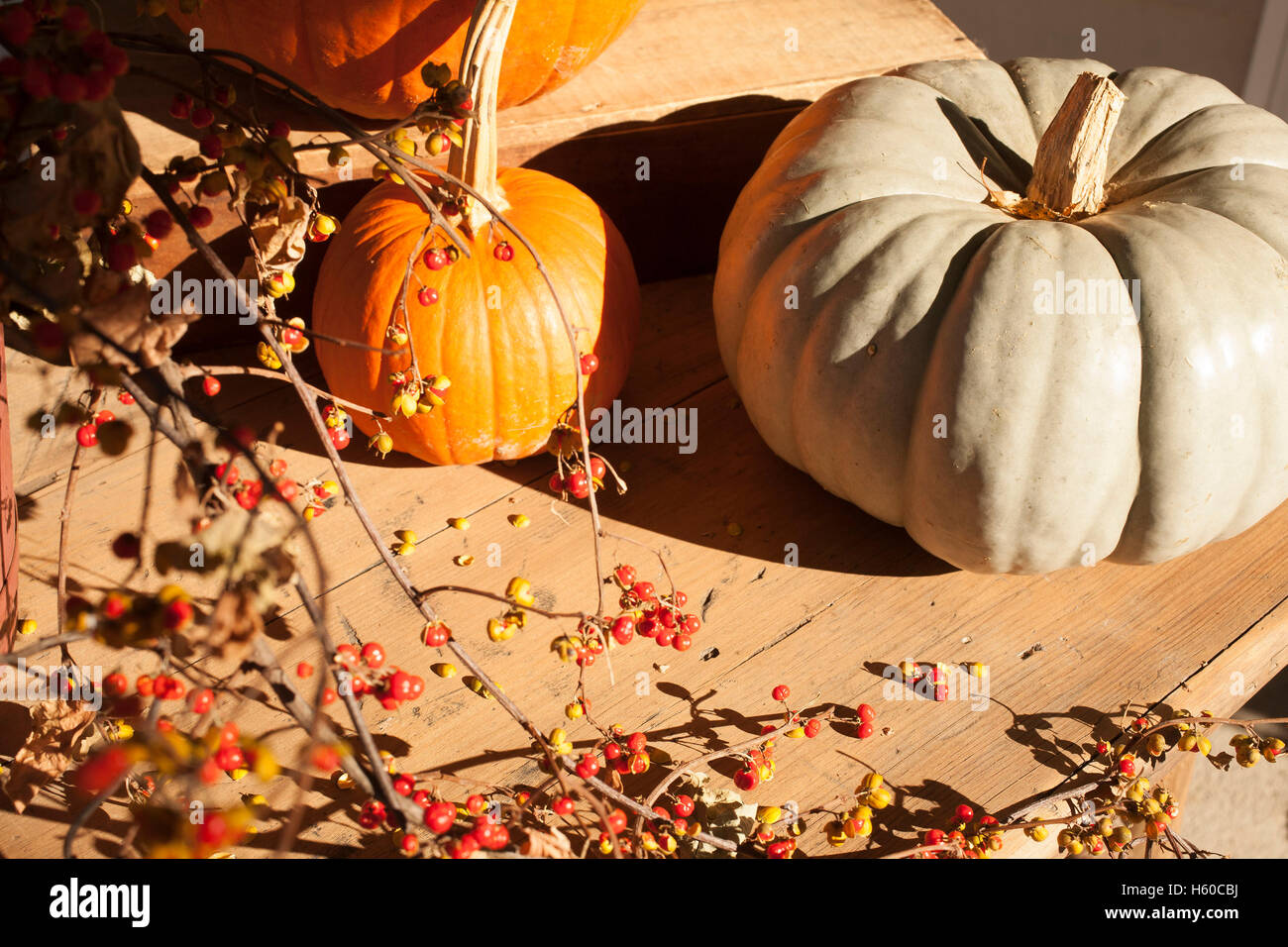 American bittersweet hi-res stock photography and images - Alamy