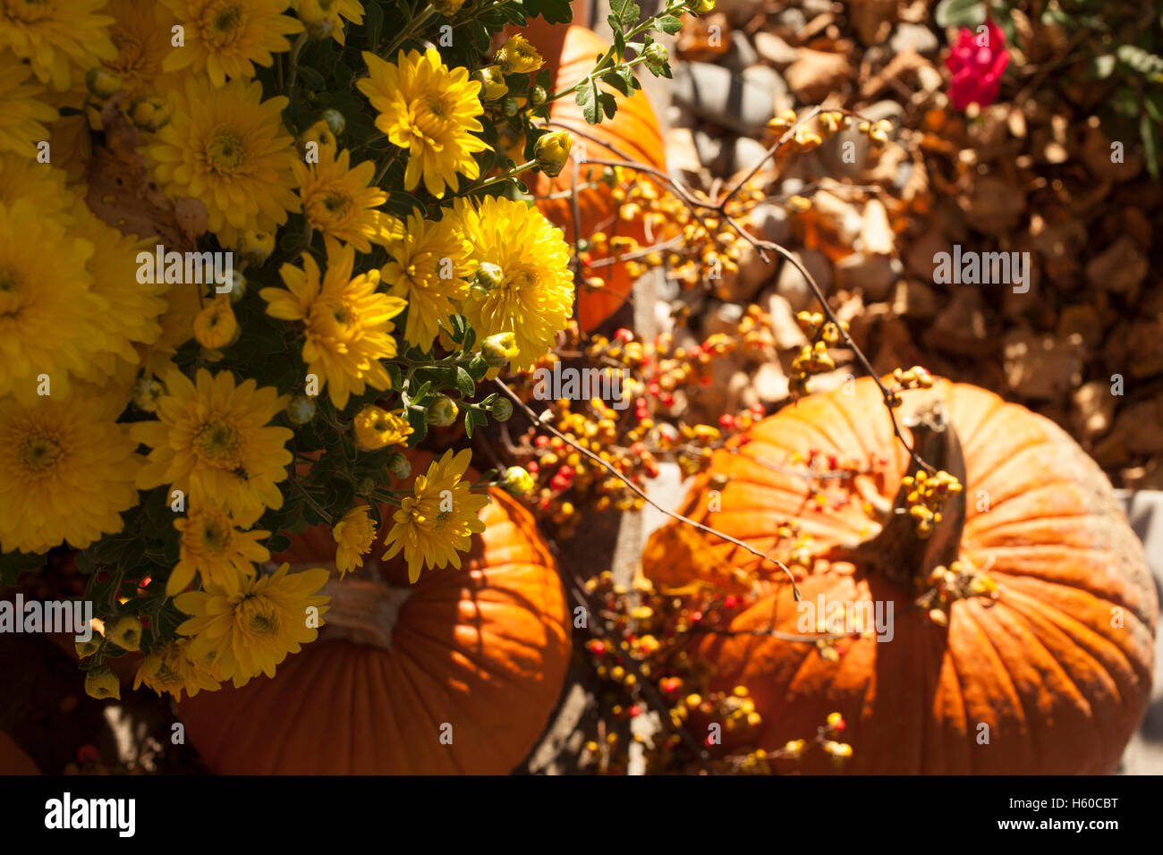 American bittersweet hi-res stock photography and images - Alamy