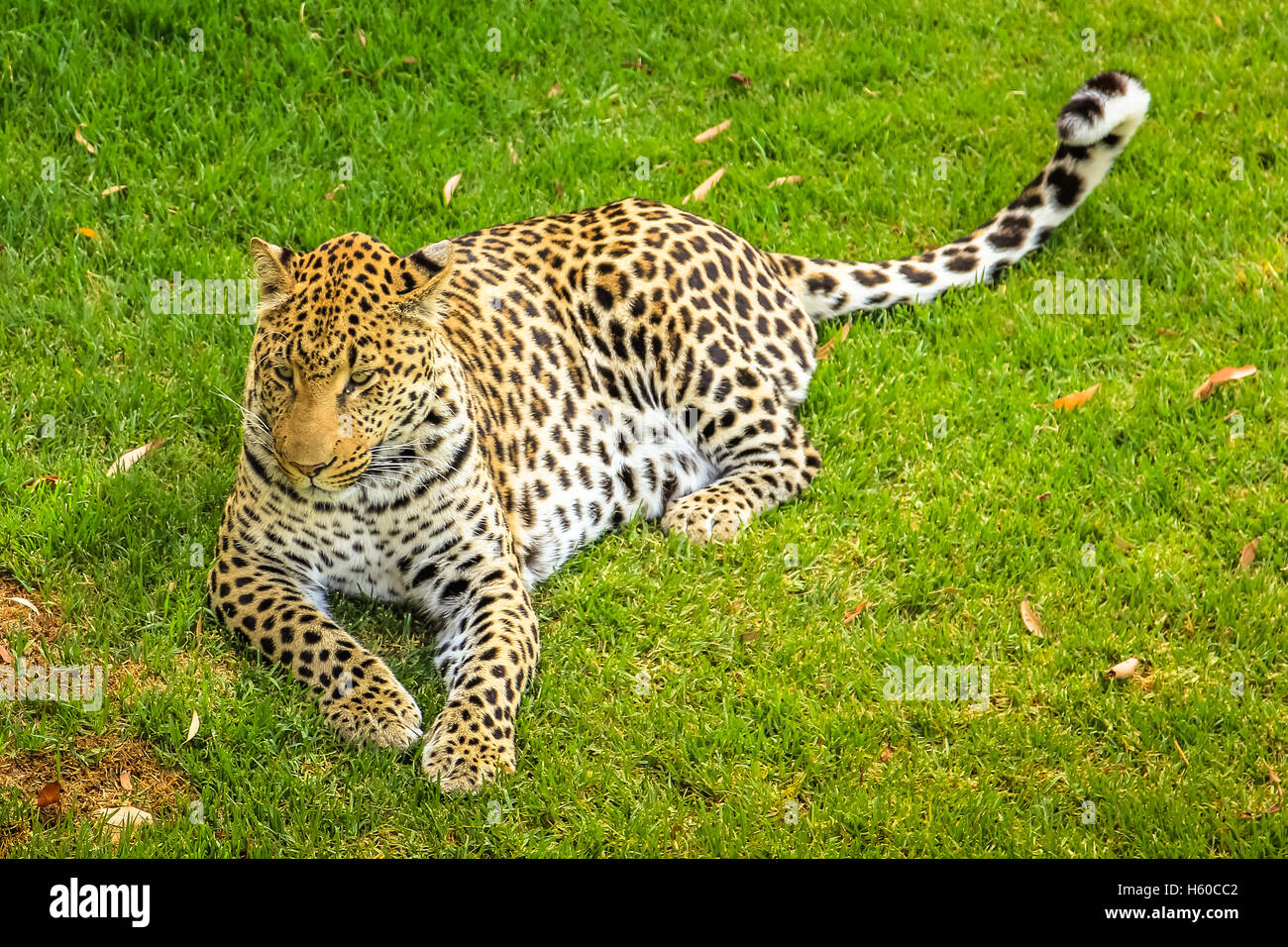 Leopard on grass Stock Photo - Alamy