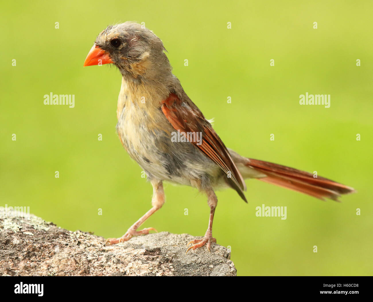 Female northern cardinal hi-res stock photography and images - Alamy