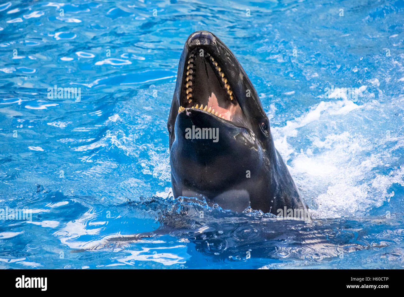 Laughing killer whale hi-res stock photography and images - Alamy
