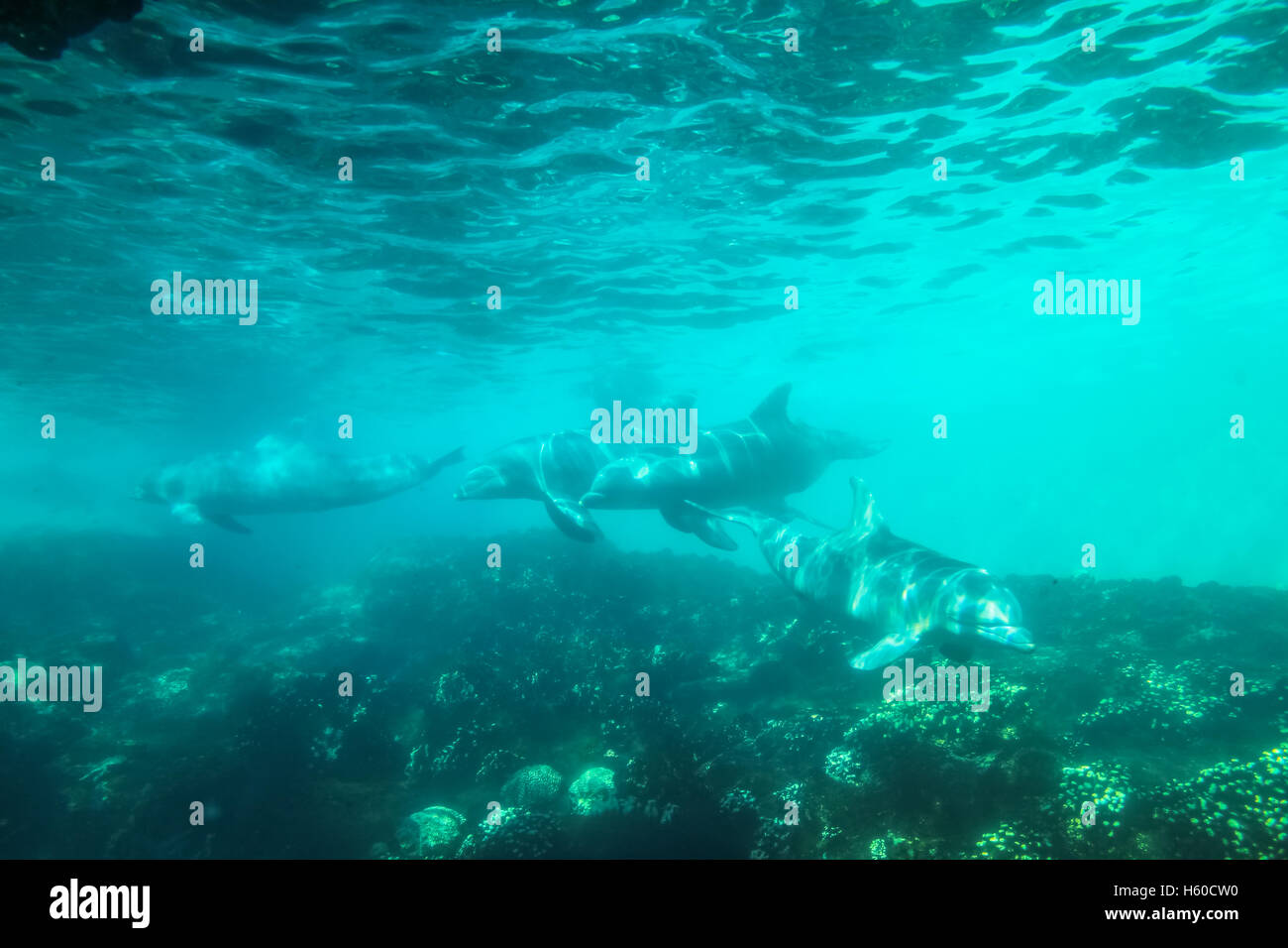 Four dolphins swimming Stock Photo - Alamy