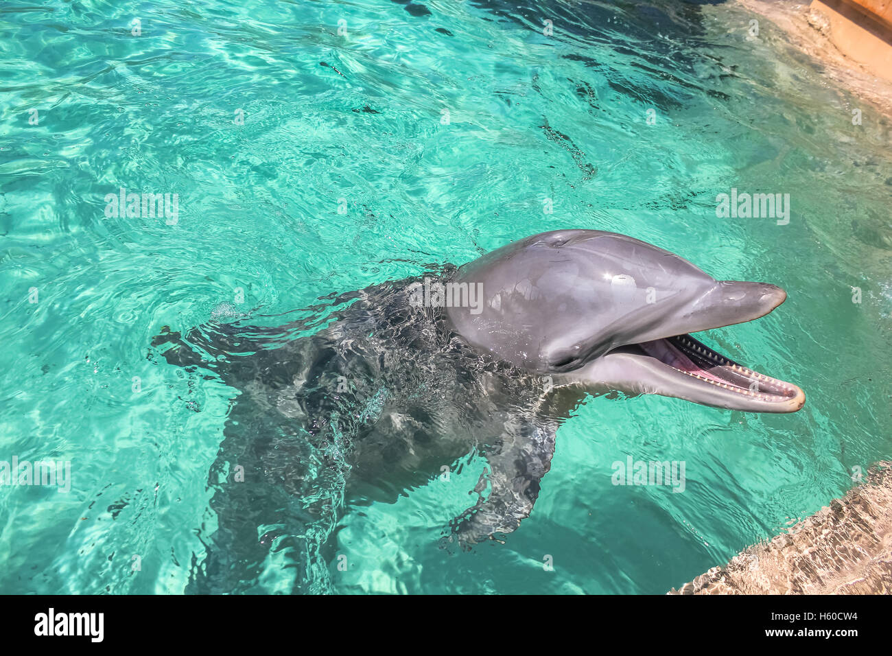 The cute dolphin Stock Photo - Alamy