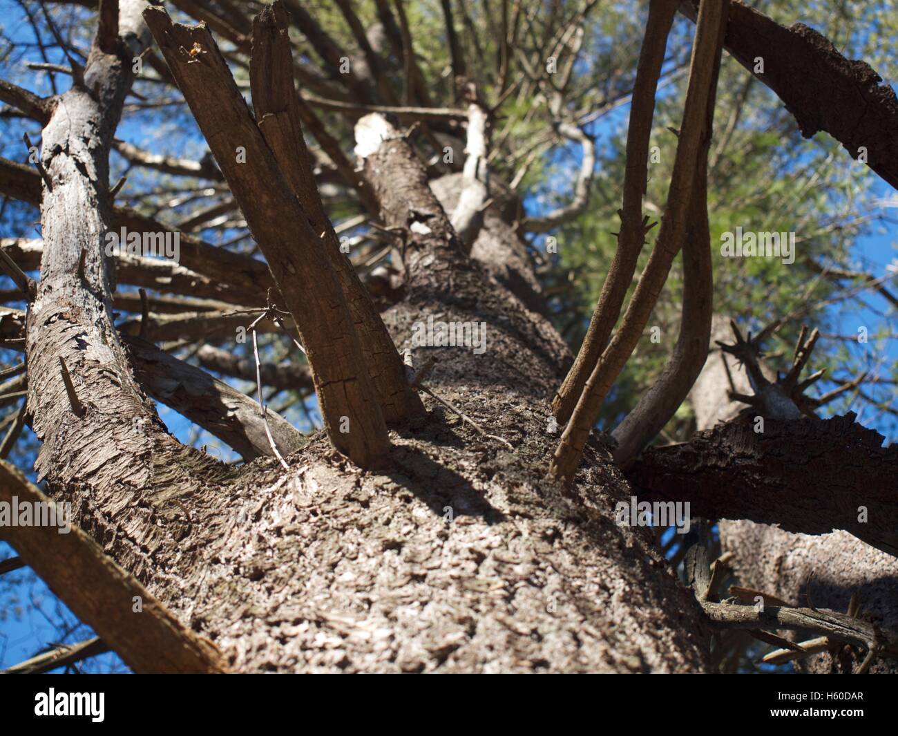 Tree Trunk from Below Stock Photo - Alamy