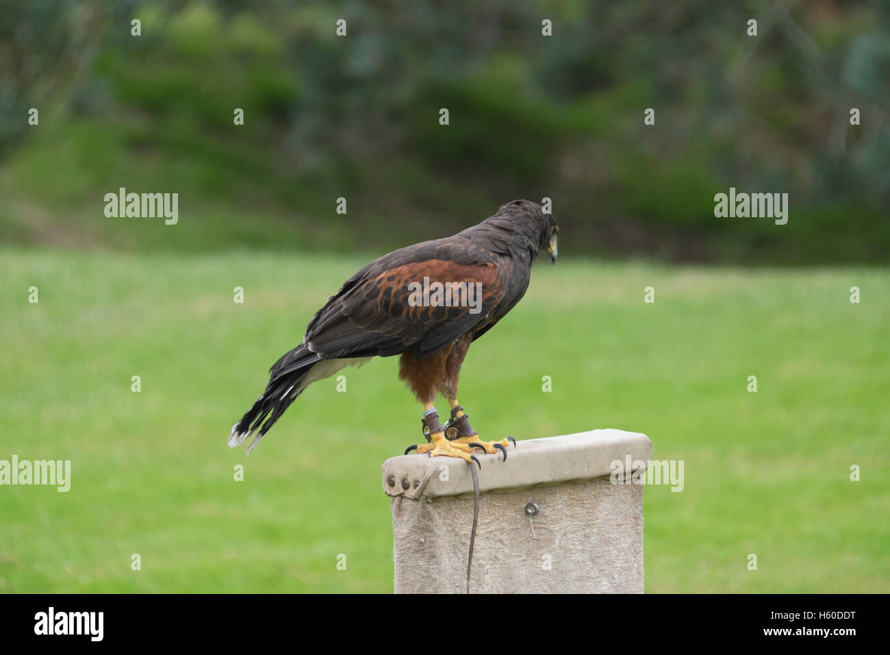 Falconry demonstration at Berkeley Castle in Gloucestershire,England ...