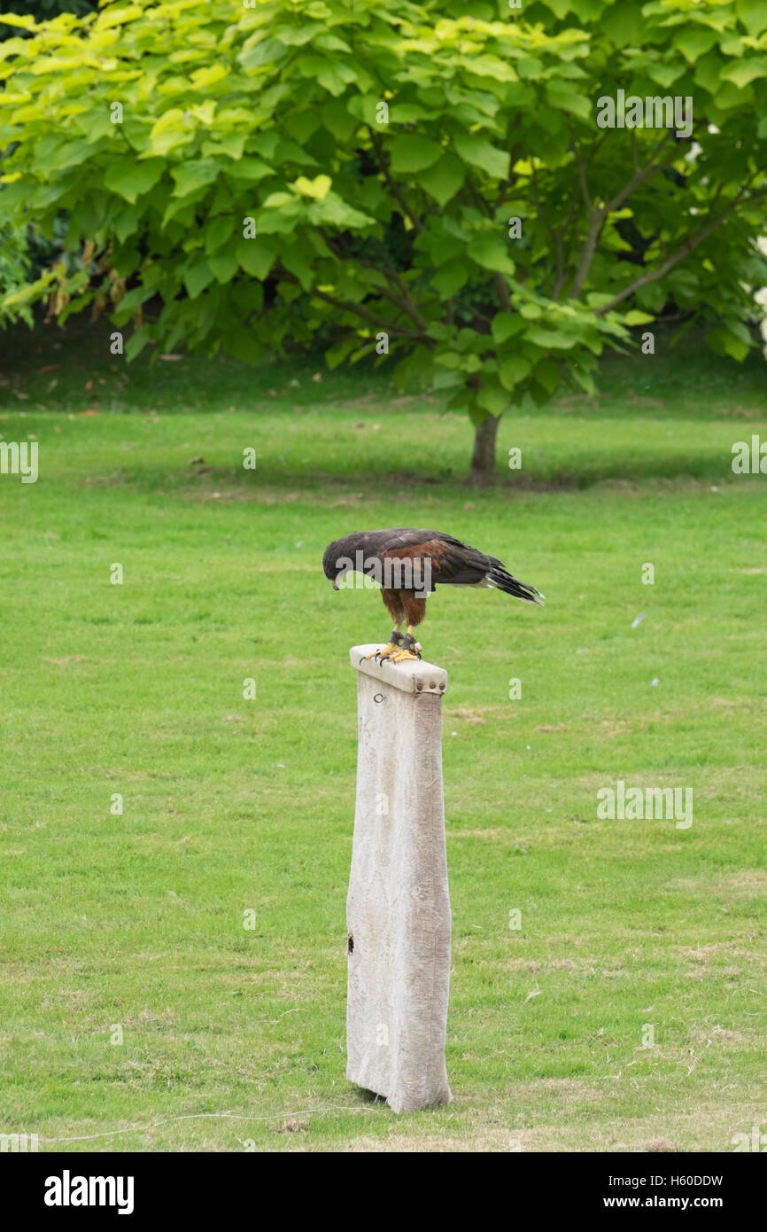 Falconry demonstration at Berkeley Castle in Gloucestershire,England ...