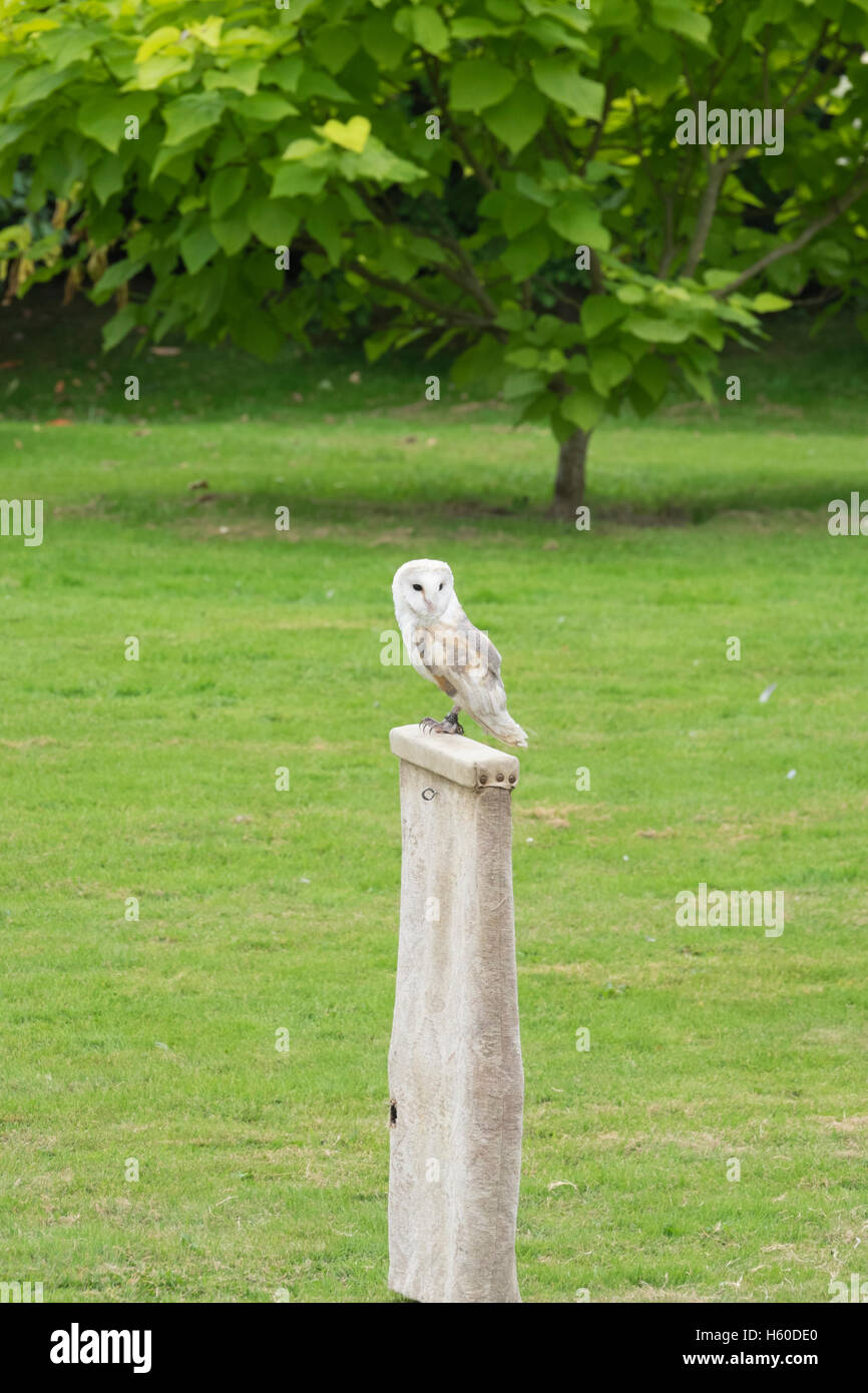 Falconry demonstration at Berkely Castle in Gloucestershire,England ...