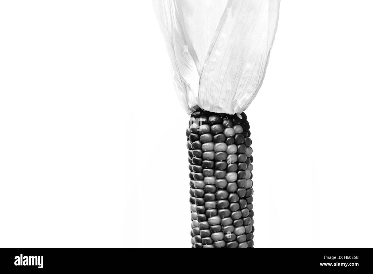 Close up white corn kernel Black and White Stock Photos & Images - Alamy