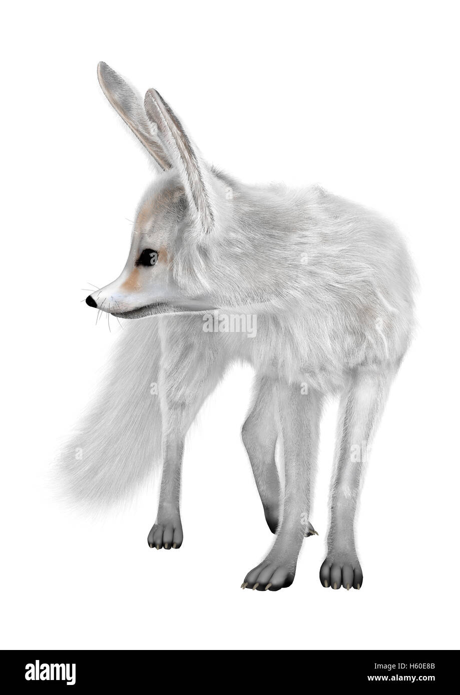 3D rendering of a fennec fox isolated on white background Stock Photo ...