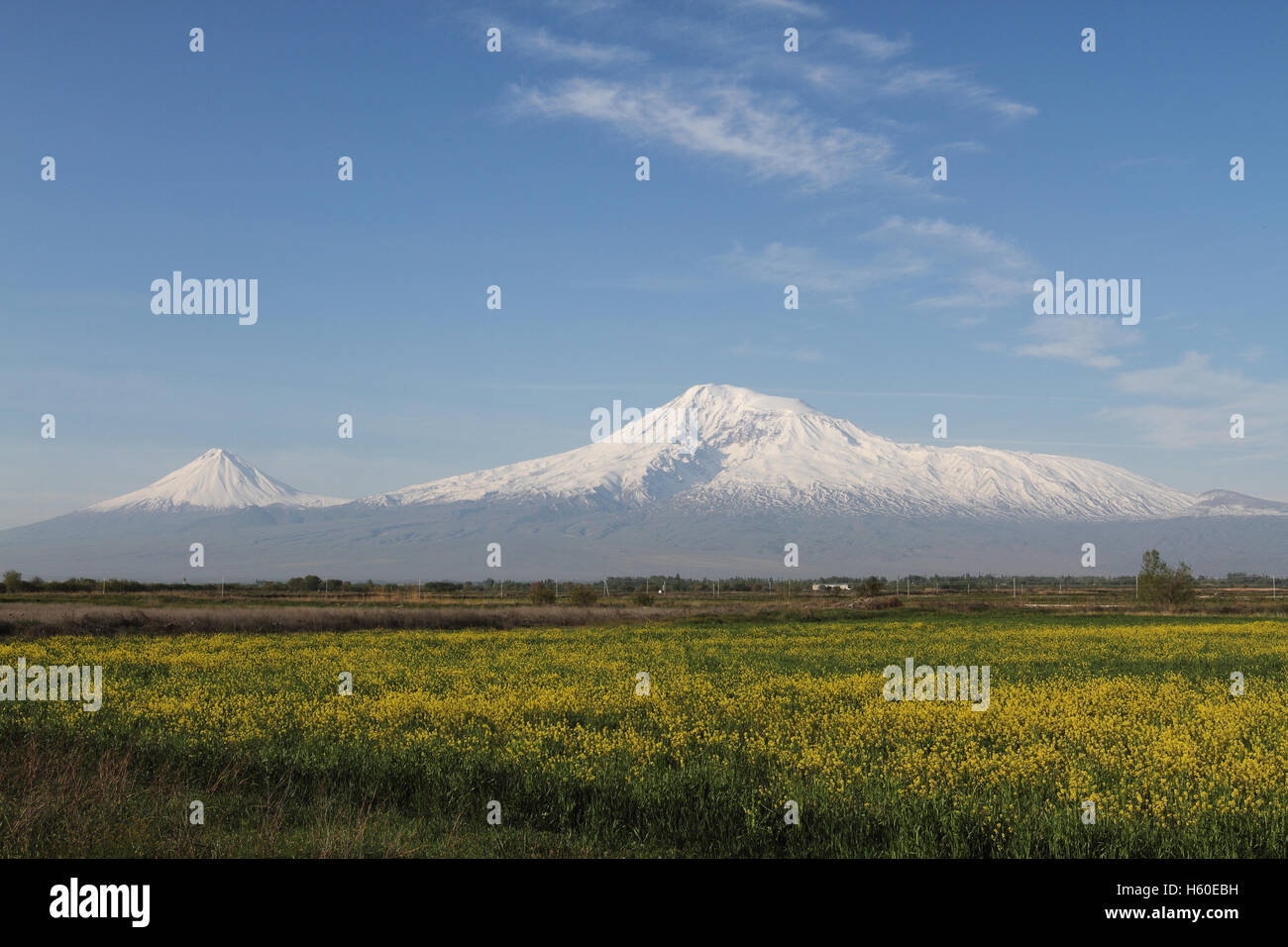 Spring flowers in Armenia with the two peaks of the Mount Ararat Stock ...