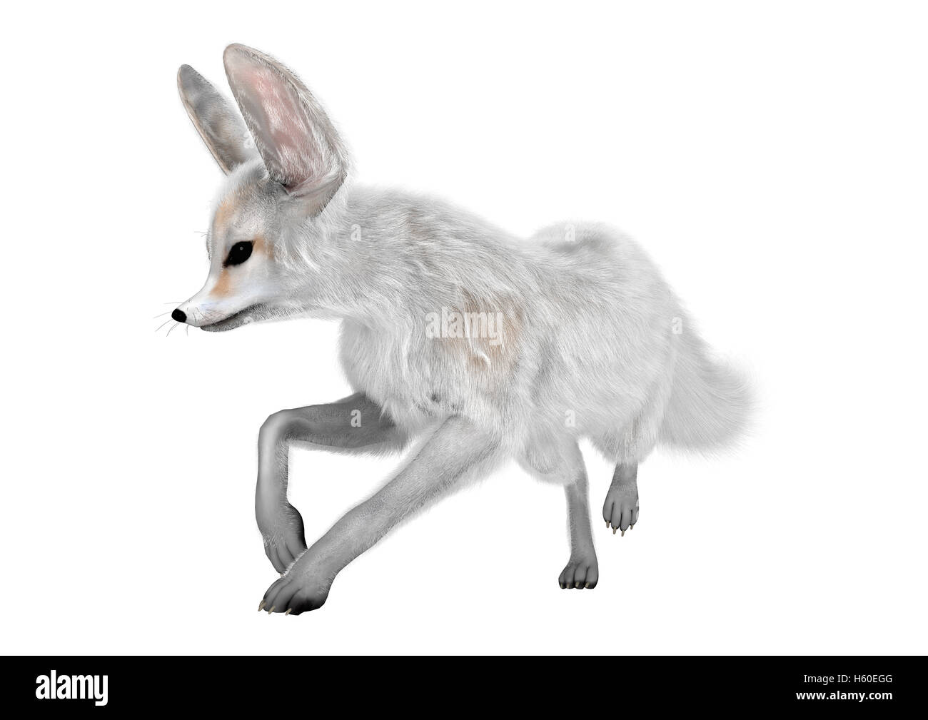 3D rendering of a fennec fox isolated on white background Stock Photo ...