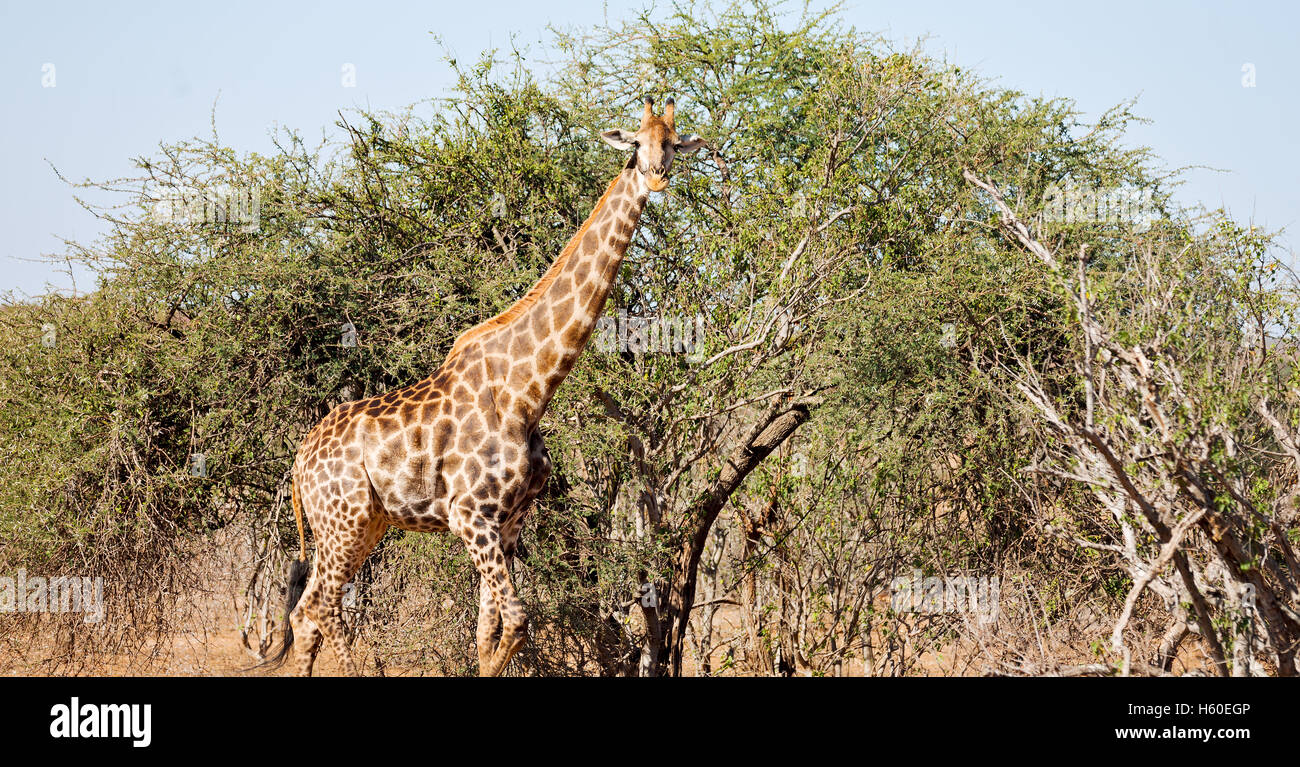 blur in south africa kruger wildlife nature reserve and wild giraffe ...