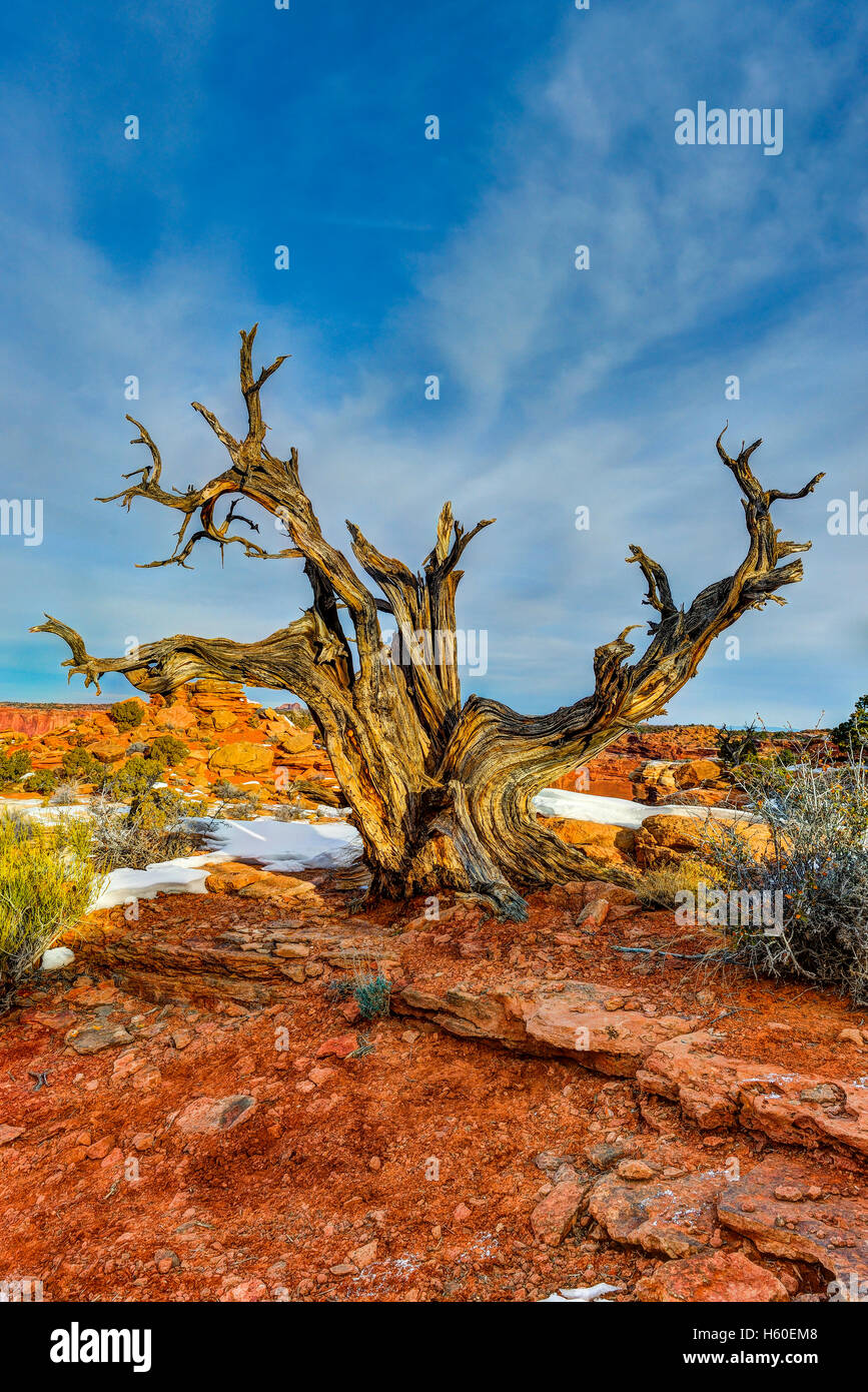 Trunk ancient old tree hi-res stock photography and images - Alamy