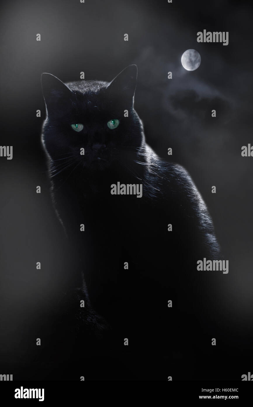 Cat moonlight hi-res stock photography and images - Alamy