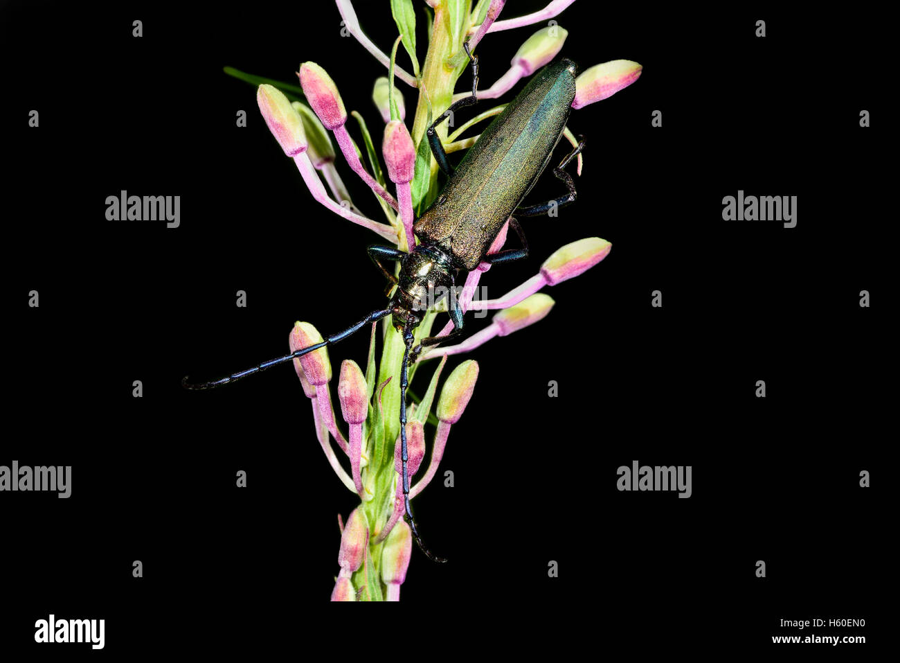 Armored insect hi-res stock photography and images - Alamy