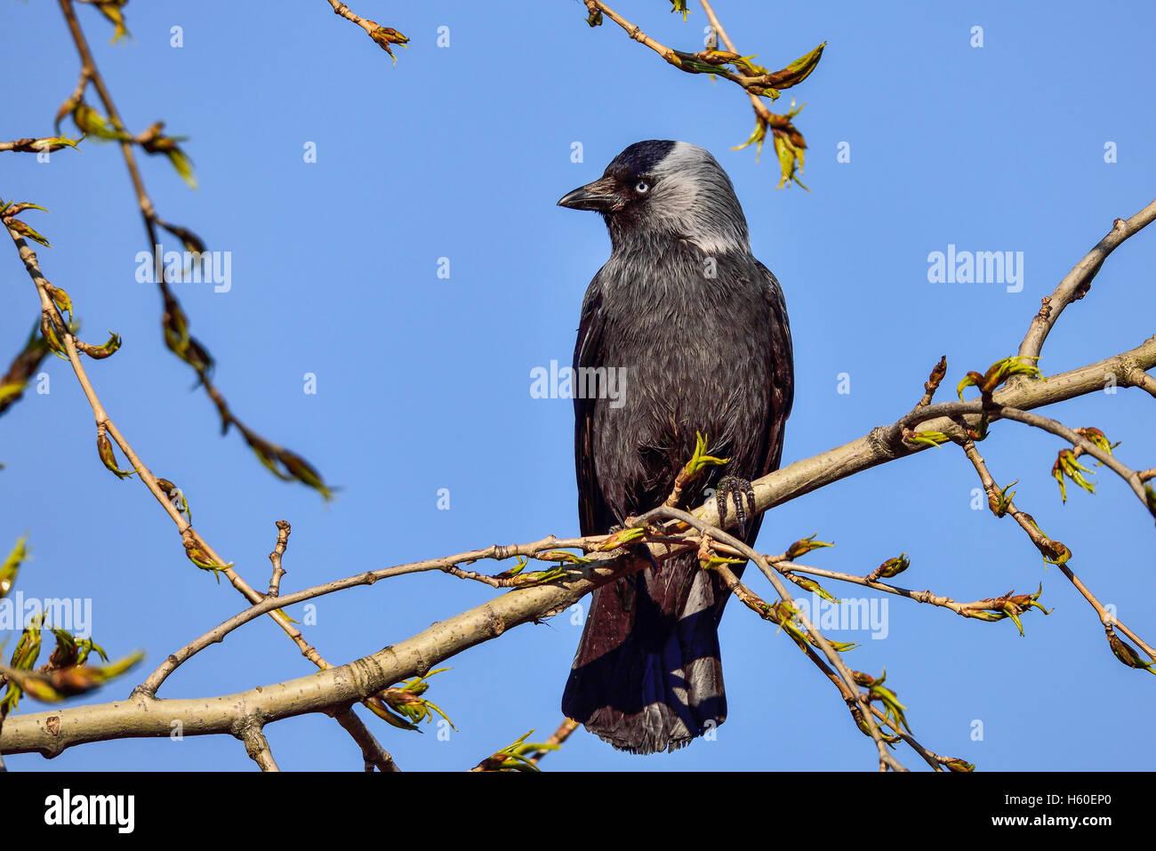 Jackdaw bird hi-res stock photography and images - Alamy