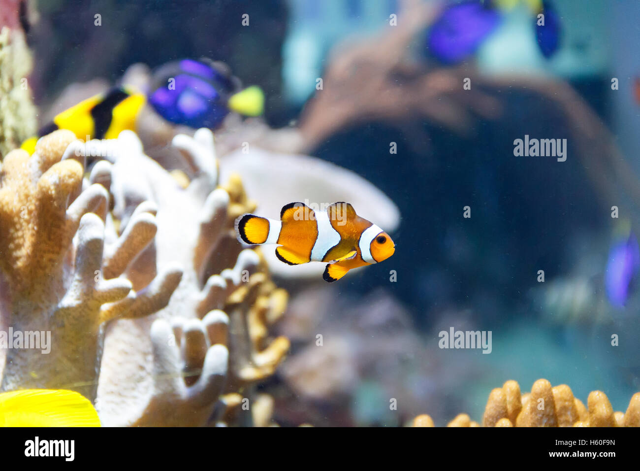 One small orange clown fish swimming on reef background Stock Photo - Alamy