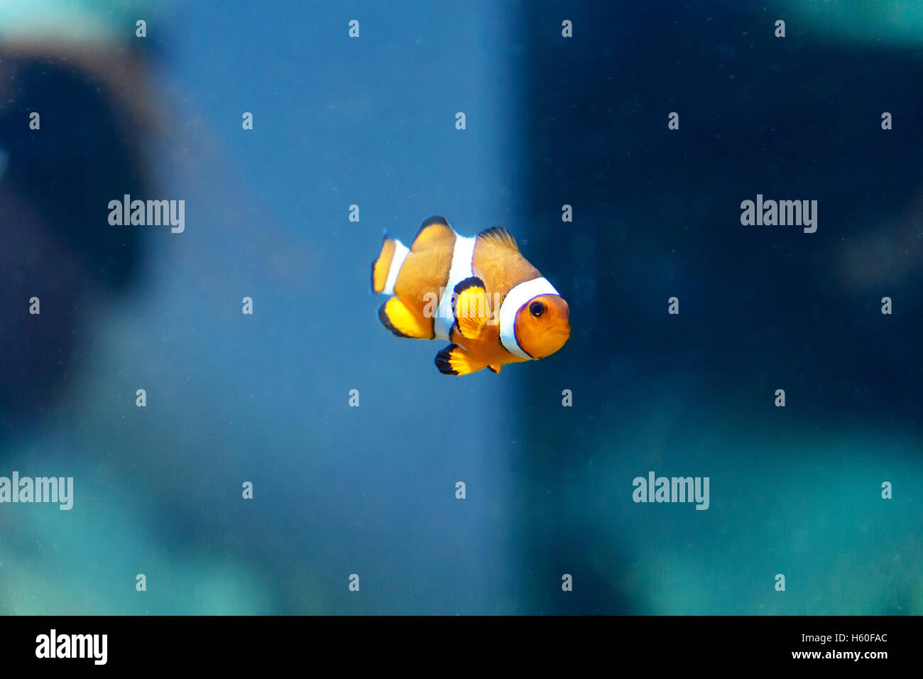 One small orange fish on green background Stock Photo - Alamy