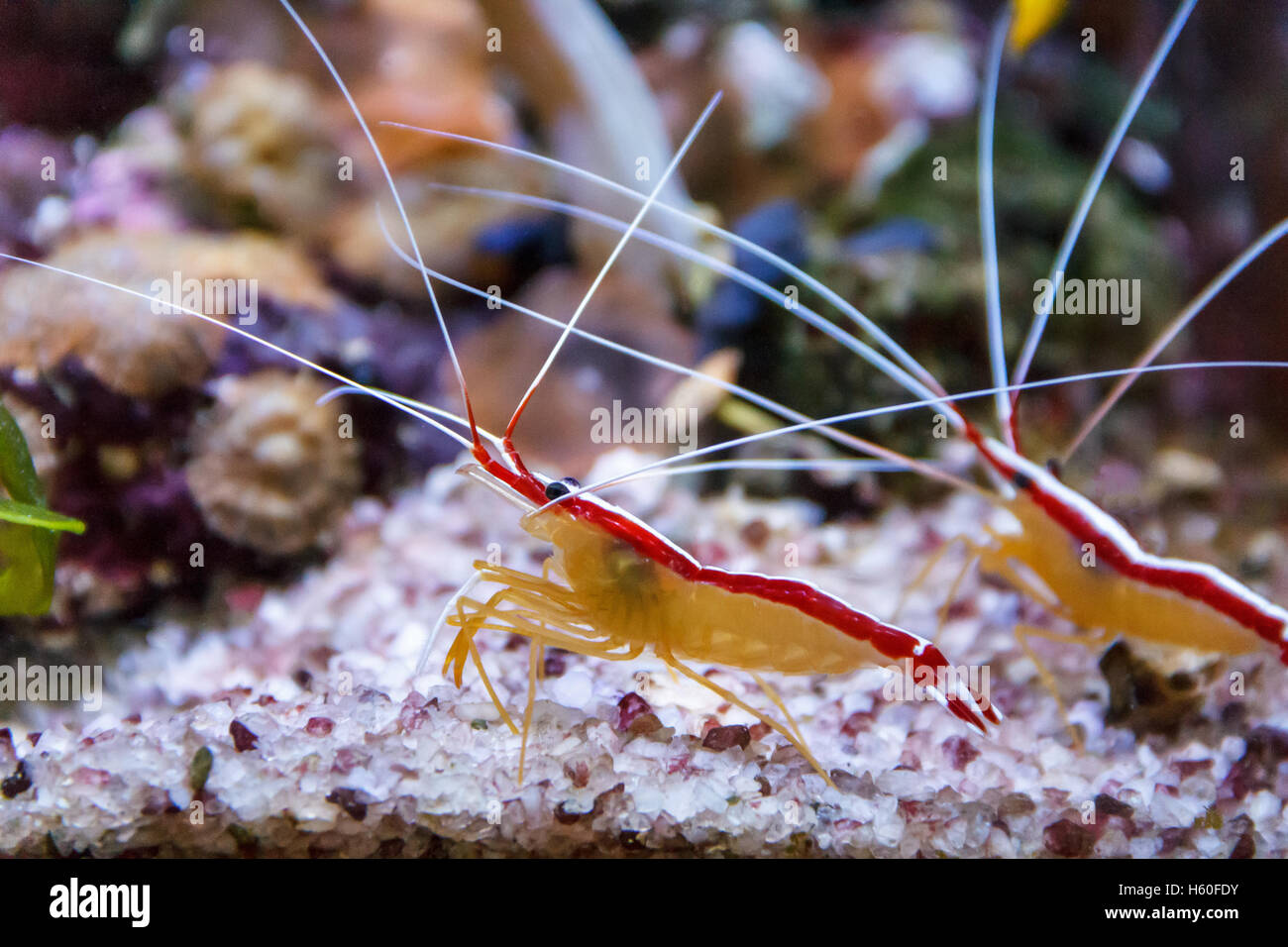 two shrimps walking the bottom of aquarium Stock Photo - Alamy
