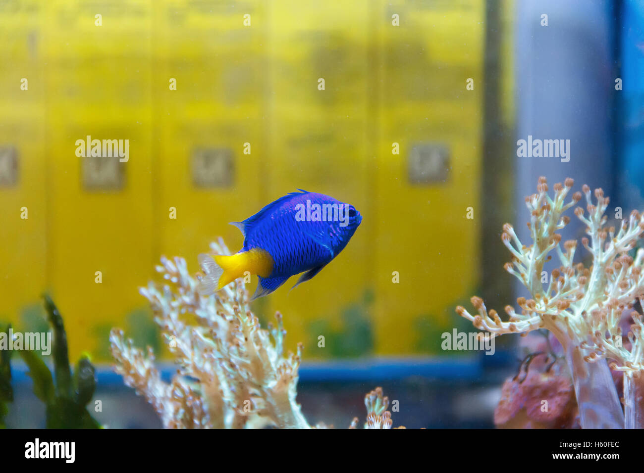 One blue fish chrysiptera parasema with yellow tail swimming in ...