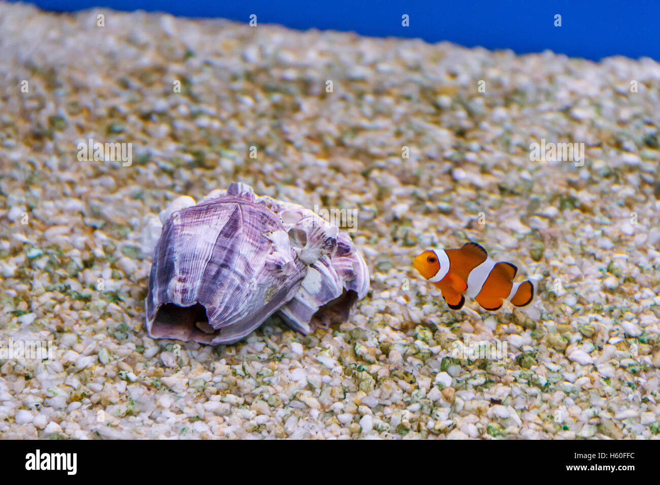 one small clown fish swimming near seashell the bottom of aquarium ...