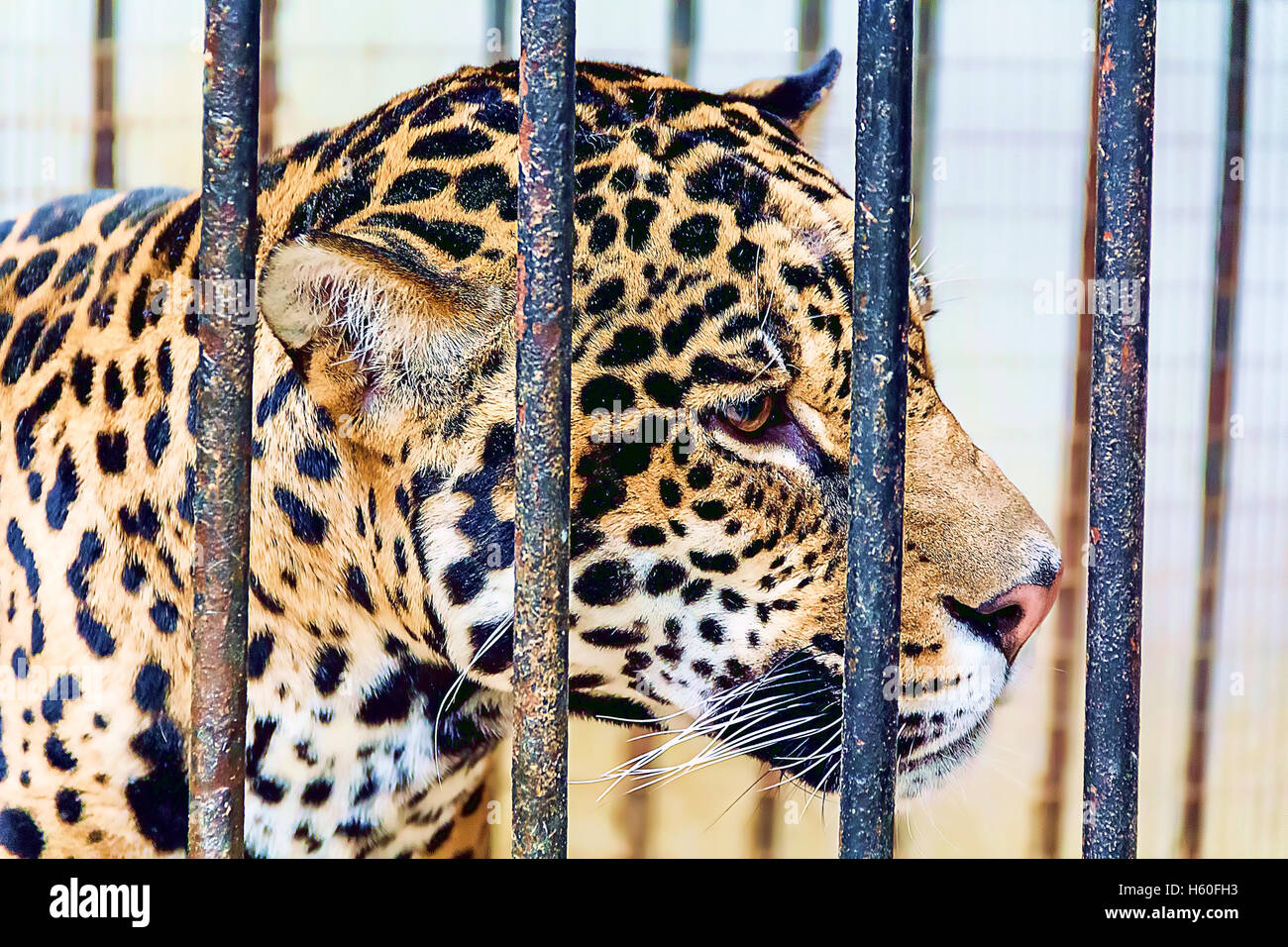 Photo of young leopard in cage at the zoo Stock Photo - Alamy