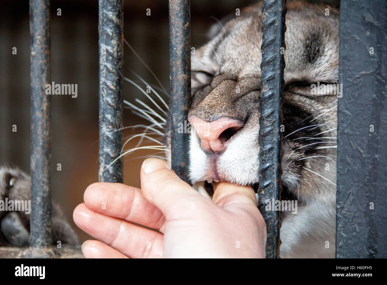 Lioness in the zoo biting human finger Stock Photo - Alamy