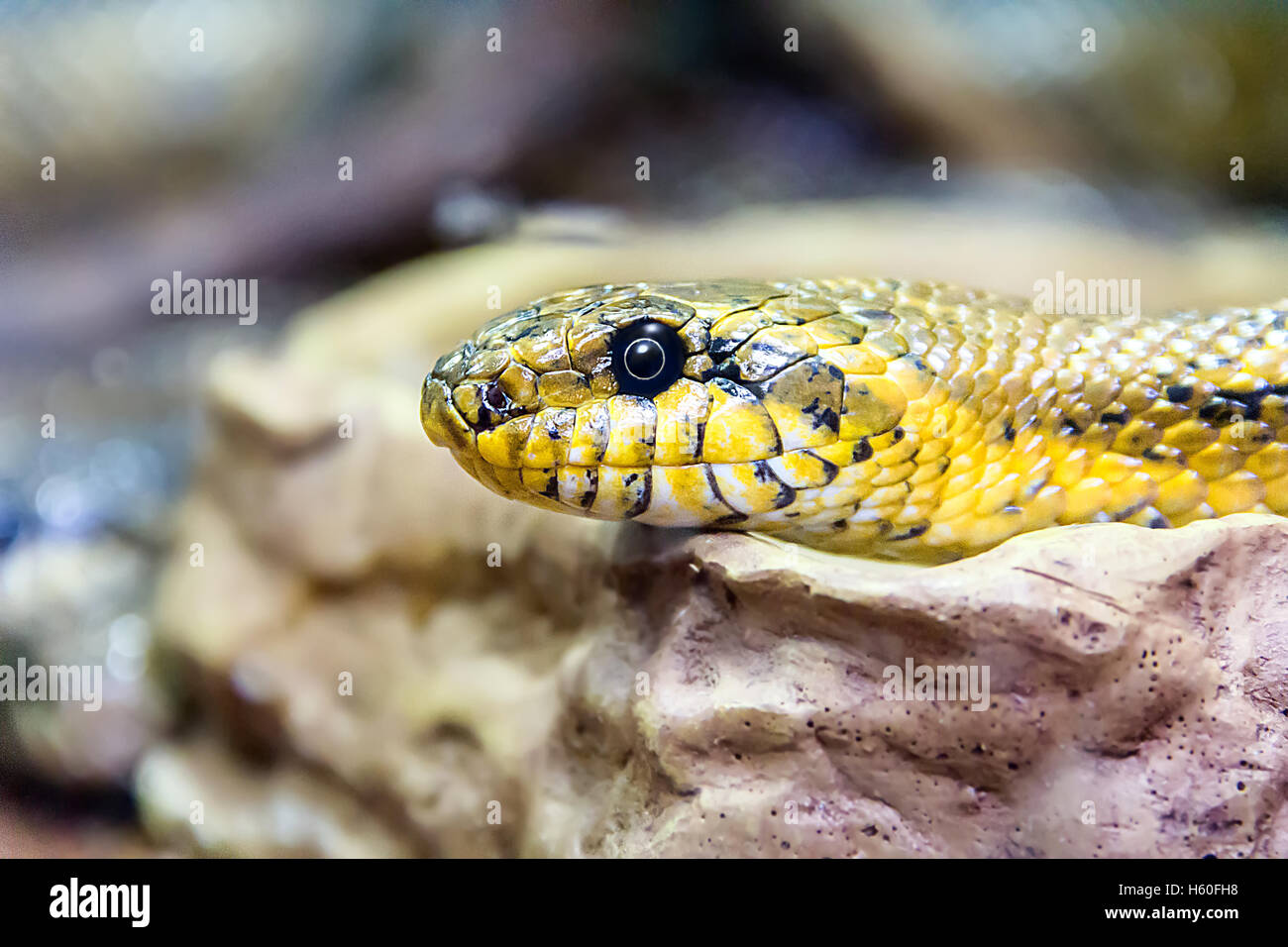 Snake zoo hi-res stock photography and images - Alamy