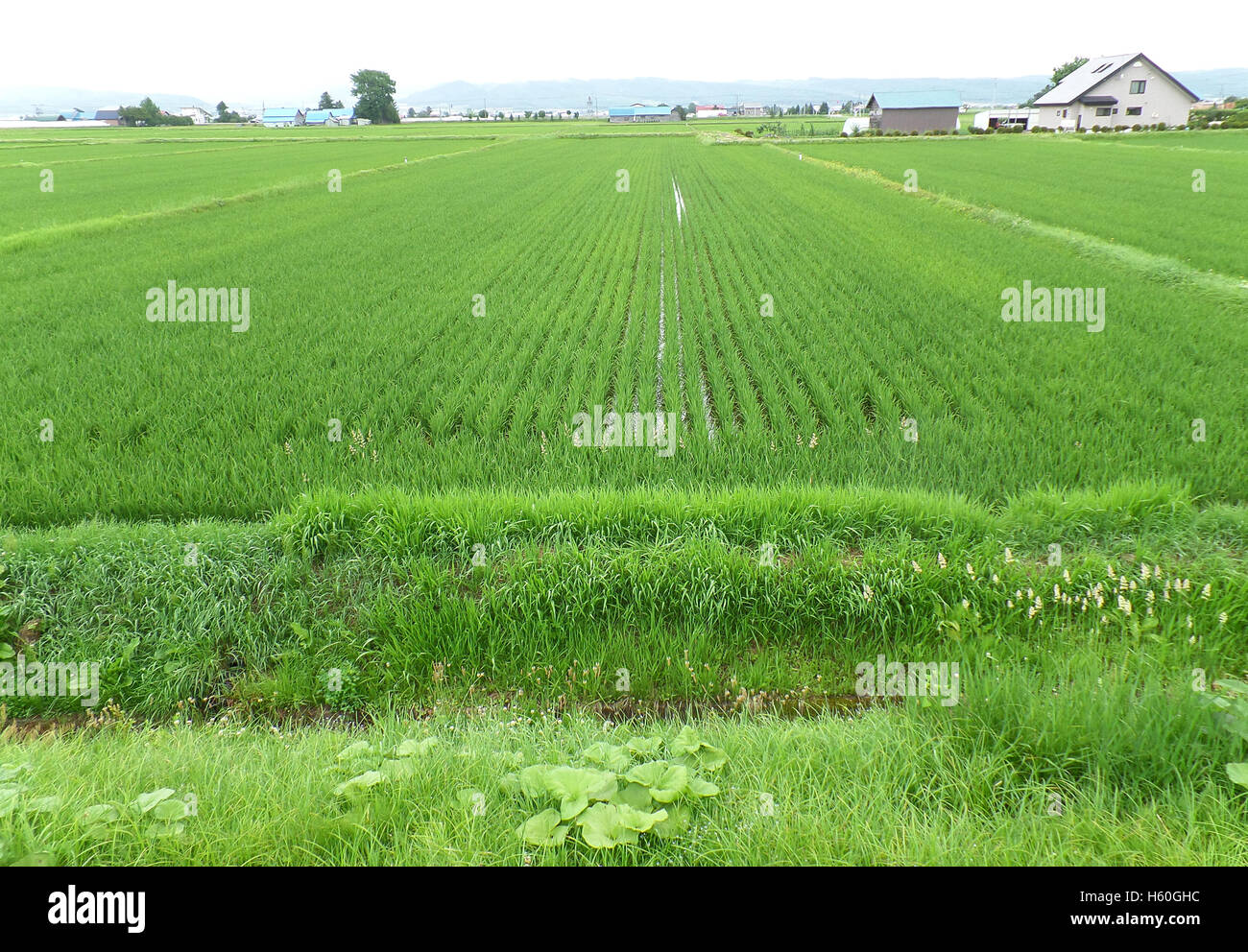Bright Green Paddy Field in a small village, Hokkaido, Japan Stock ...